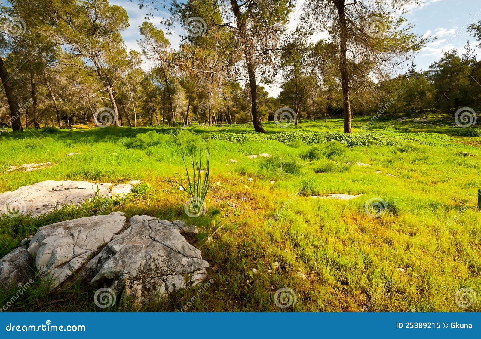 Flexible Trees stock image. Image of dead, israel, bark - 25389215