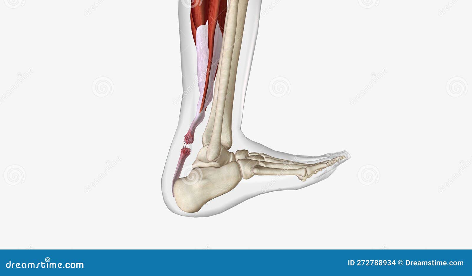 Flexion And Extension With Torn Achilles Tendon Stock Photography ...
