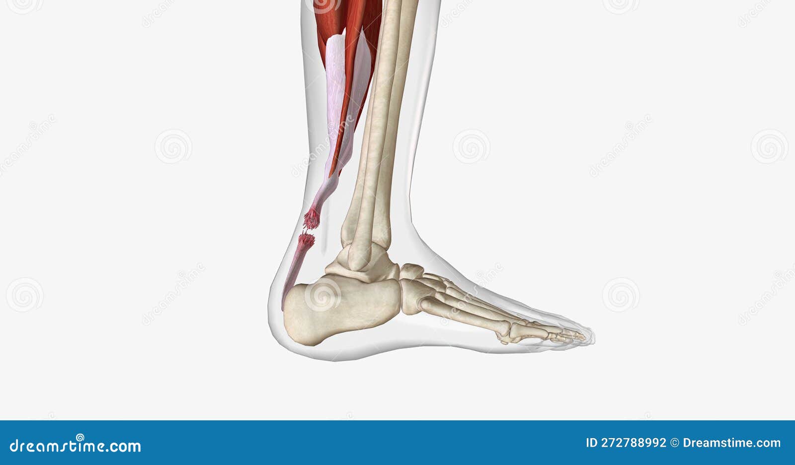 Flexion and Extension with Torn Achilles Tendon Stock Illustration ...