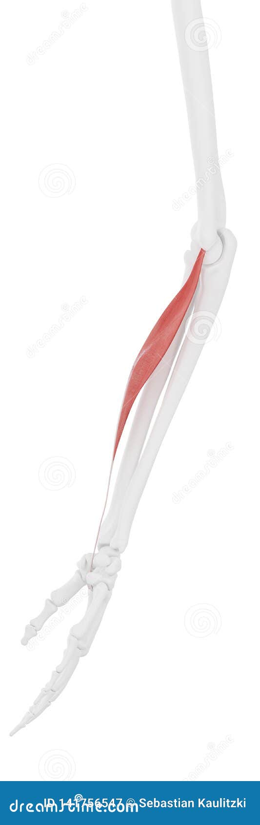 The Flexor Carpi Radialis stock illustration. Illustration of flexor ...