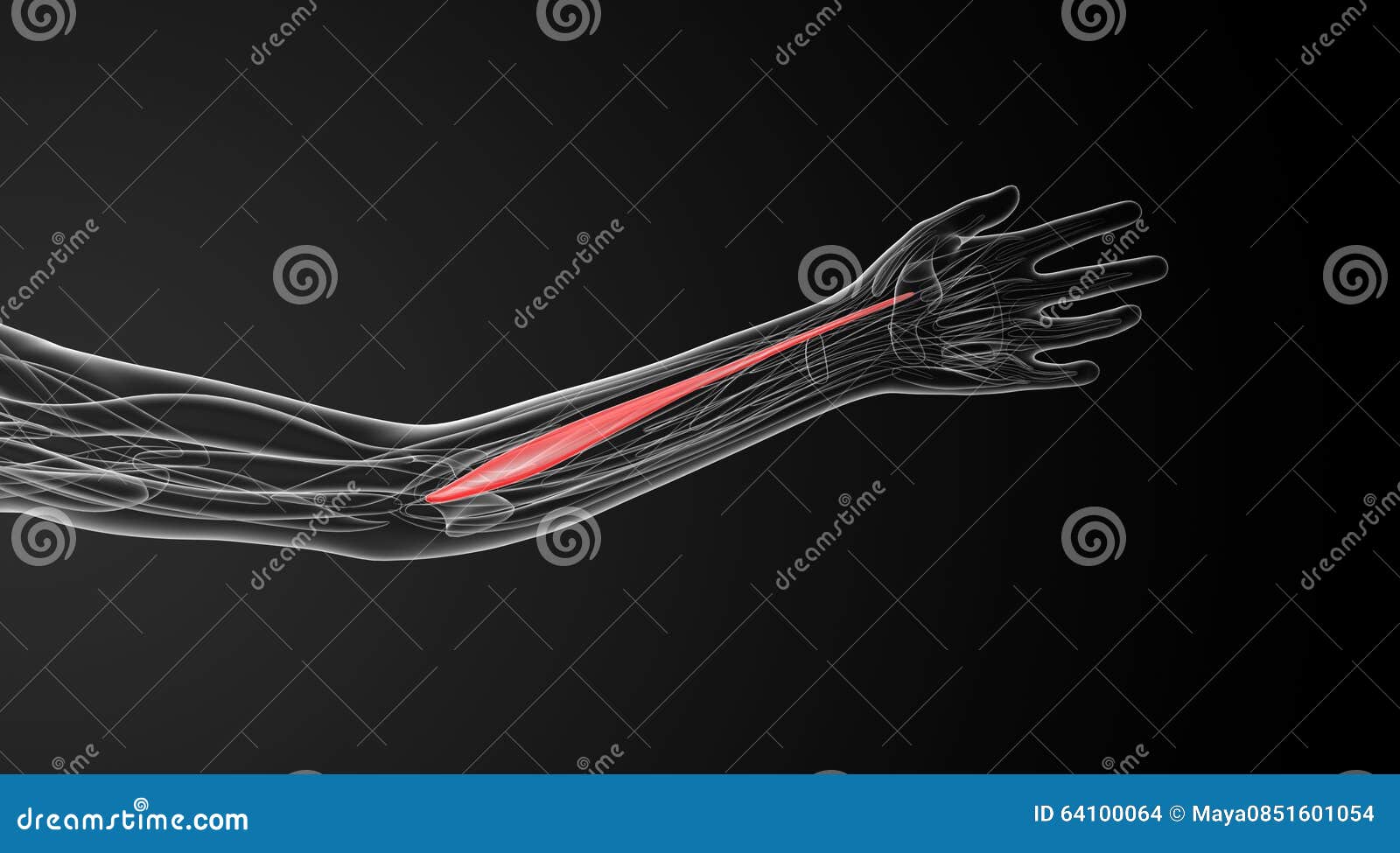 Flexor carpi radialis stock illustration. Illustration of anatomy ...