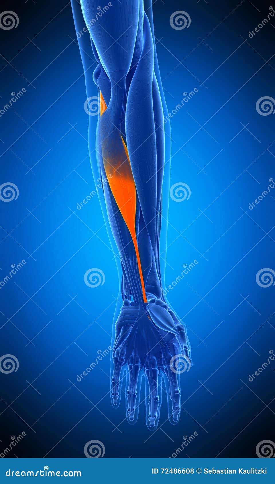 The flexor carpi radialis stock illustration. Illustration of fingers ...