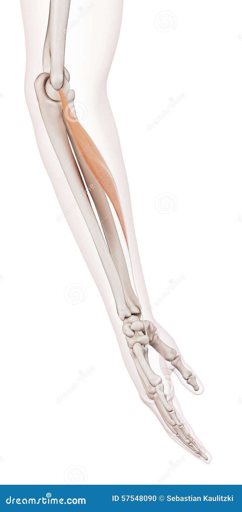 The flexor carpi radialis stock illustration. Illustration of graphic ...