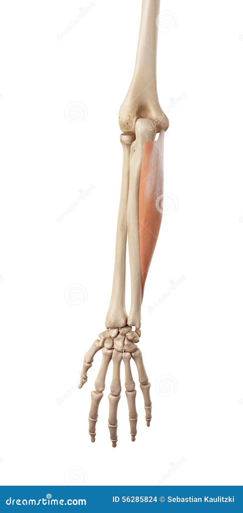 The Flexor Carpi Ulnaris Royalty-Free Illustration | CartoonDealer.com ...