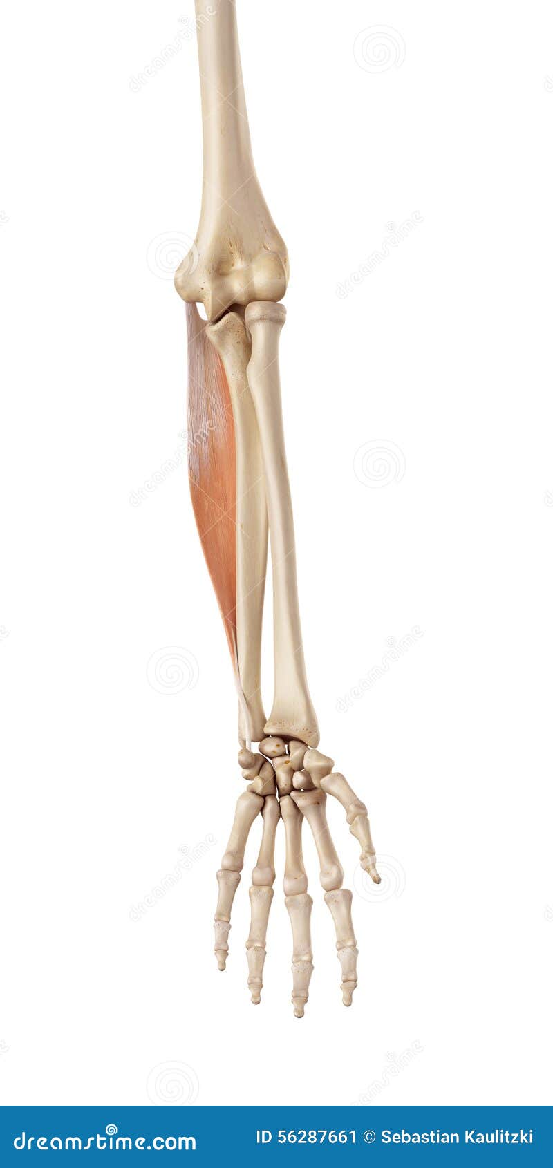 Flexor Carpi Radialis Muscle With Human Arm Skeletal Bones Outline ...