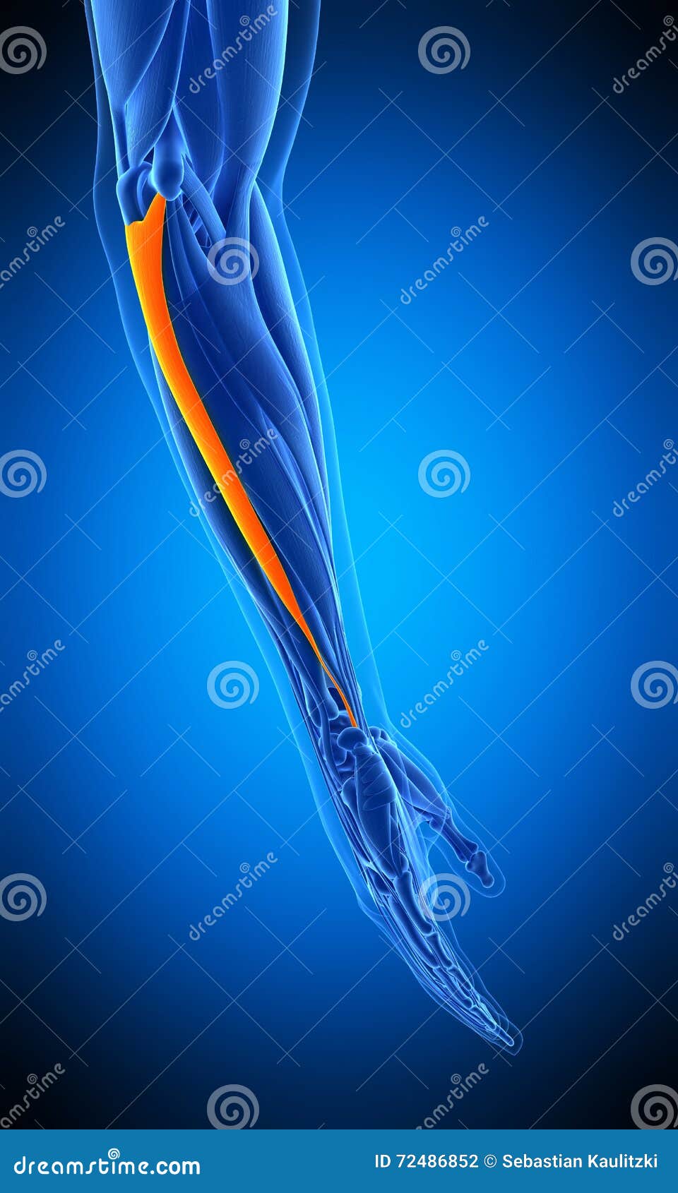 Flexor Carpi Radialis Muscle With Human Arm Skeletal Bones Outline ...