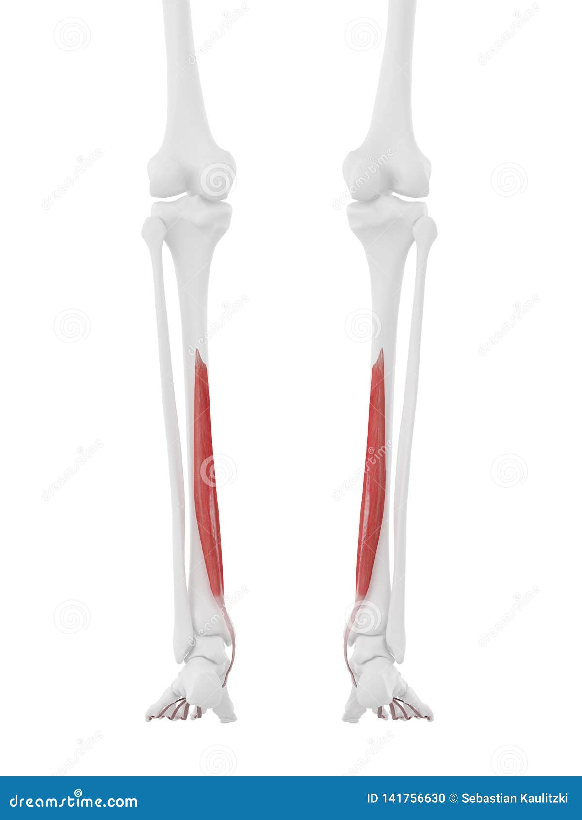 The Flexor Digitorum Longus Stock Illustration - Illustration of male ...