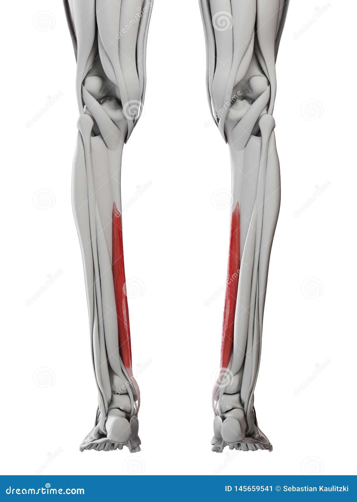 The Flexor Digitorum Longus Stock Illustration - Illustration of ...