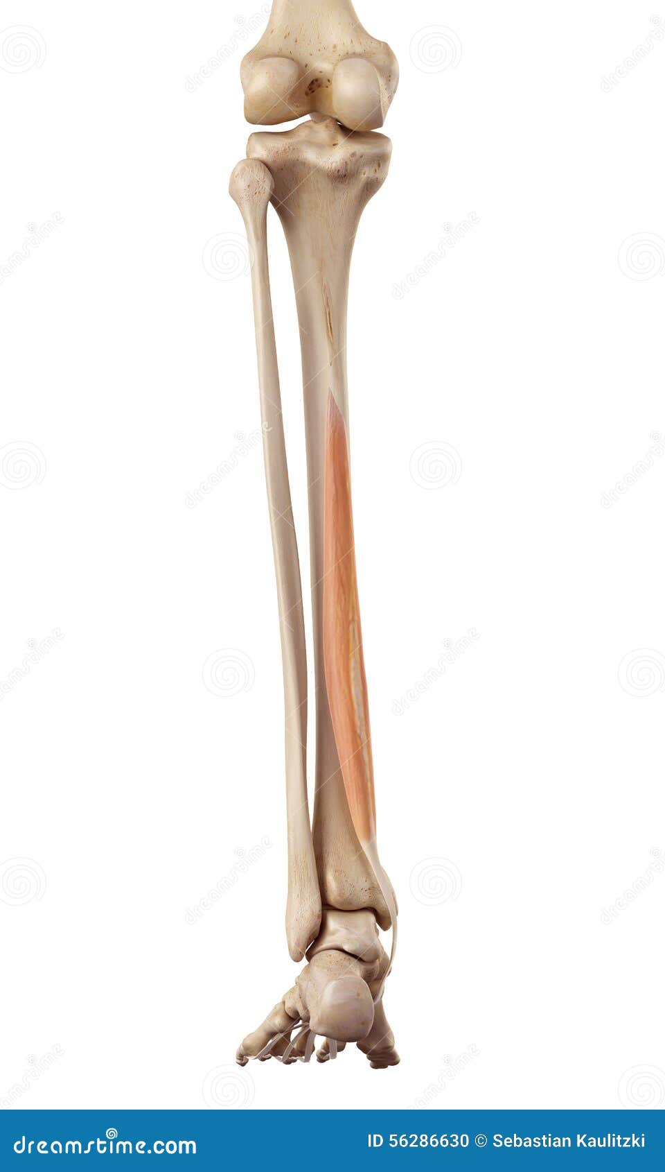 Flexor Digitorum Longus Muscle With Human Leg And Foot Bones Outline ...