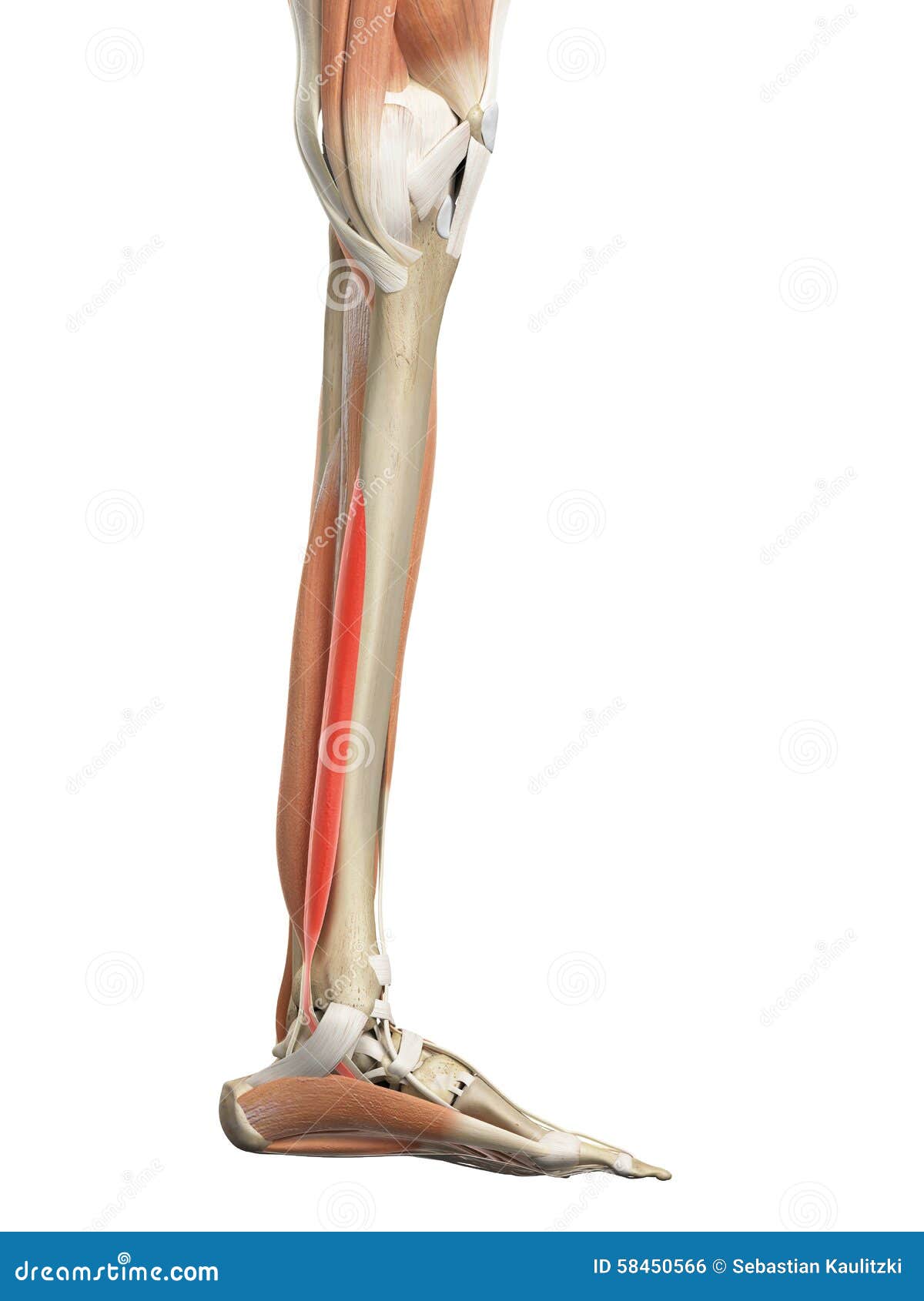 The Flexor Digitorum Longus Royalty-Free Illustration | CartoonDealer ...