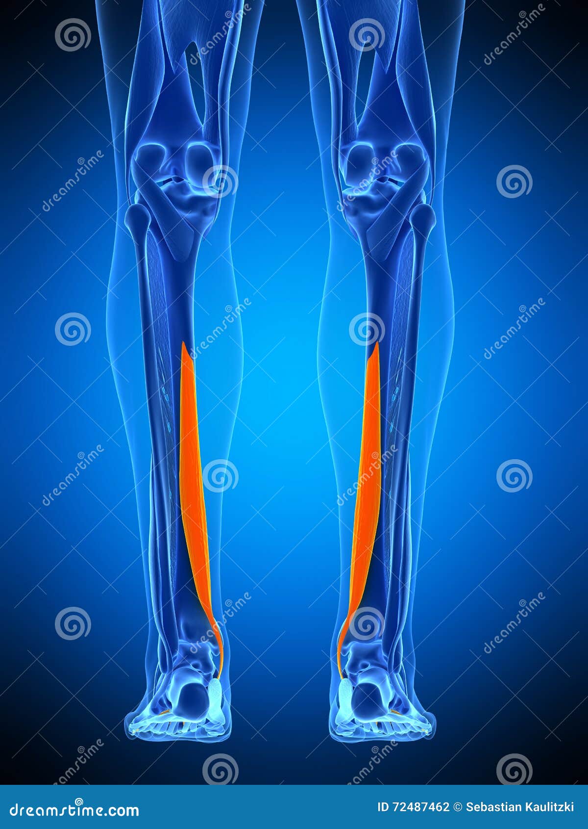 The Flexor Digitorum Longus Stock Illustration - Illustration of side ...
