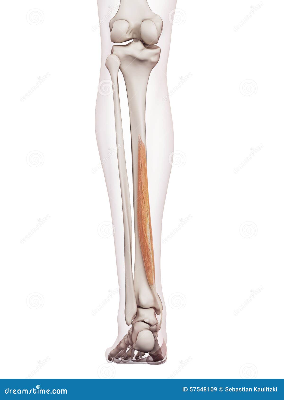The Flexor Digitorum Longus Royalty-Free Illustration | CartoonDealer ...
