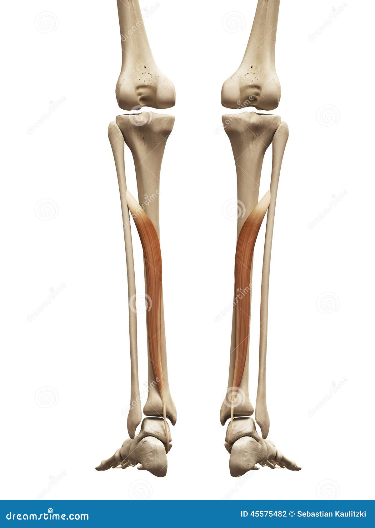 Flexor Hallucis Longus Insertion