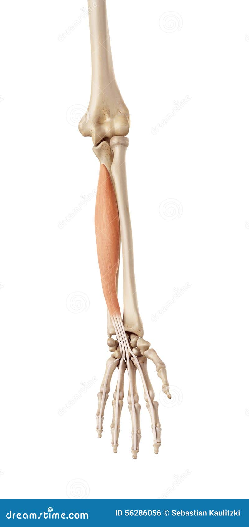 The Flexor Digitorum Profundus Stock Illustration - Illustration of ...