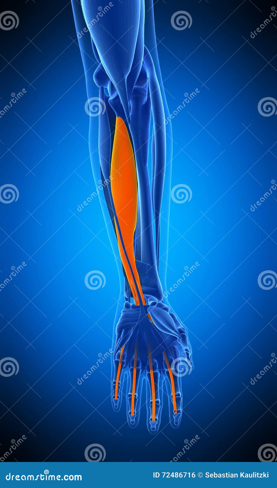 Flexor Digitorum Profundus