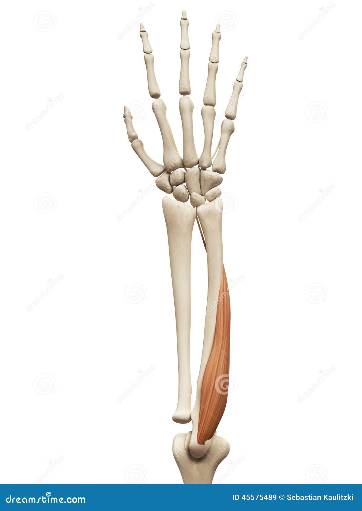 The Flexor Digitorum Profundus Stock Illustration - Illustration of ...