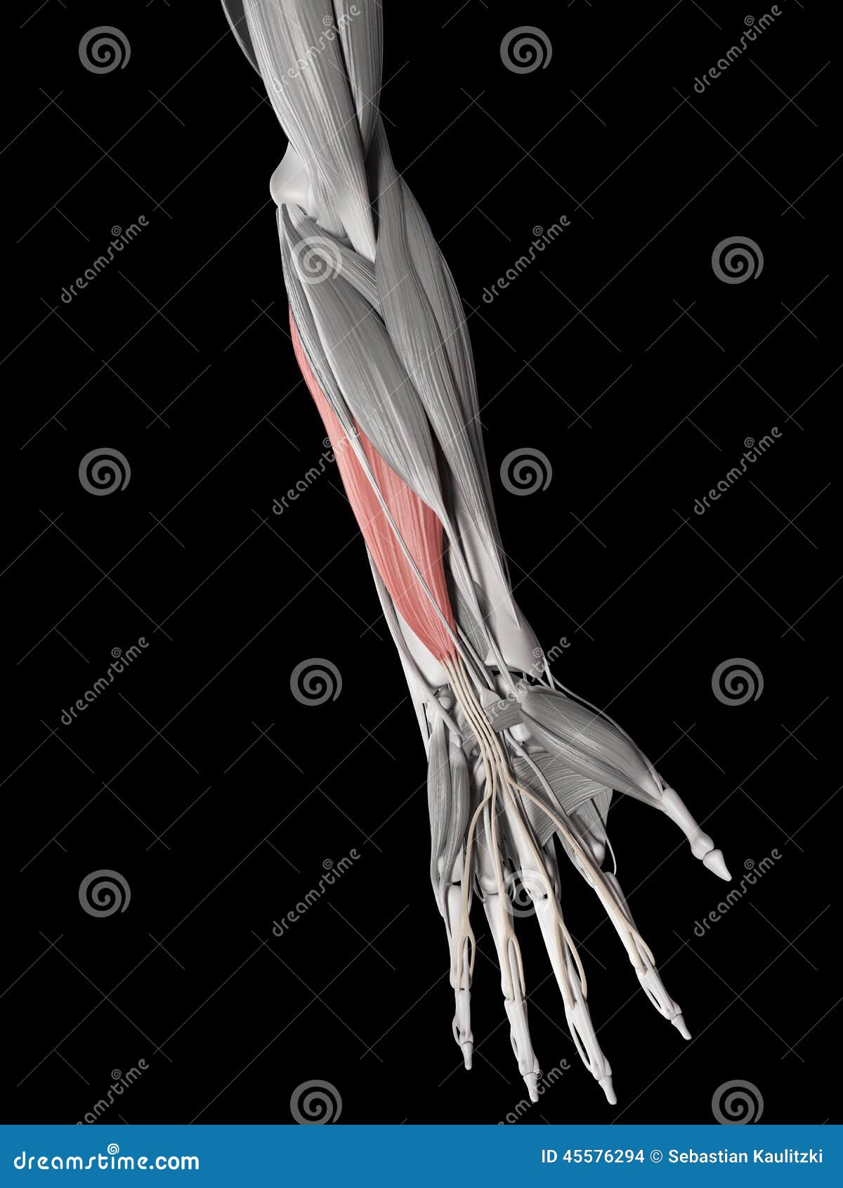 The Flexor Digitorum Superficialis Stock Illustration - Illustration of ...