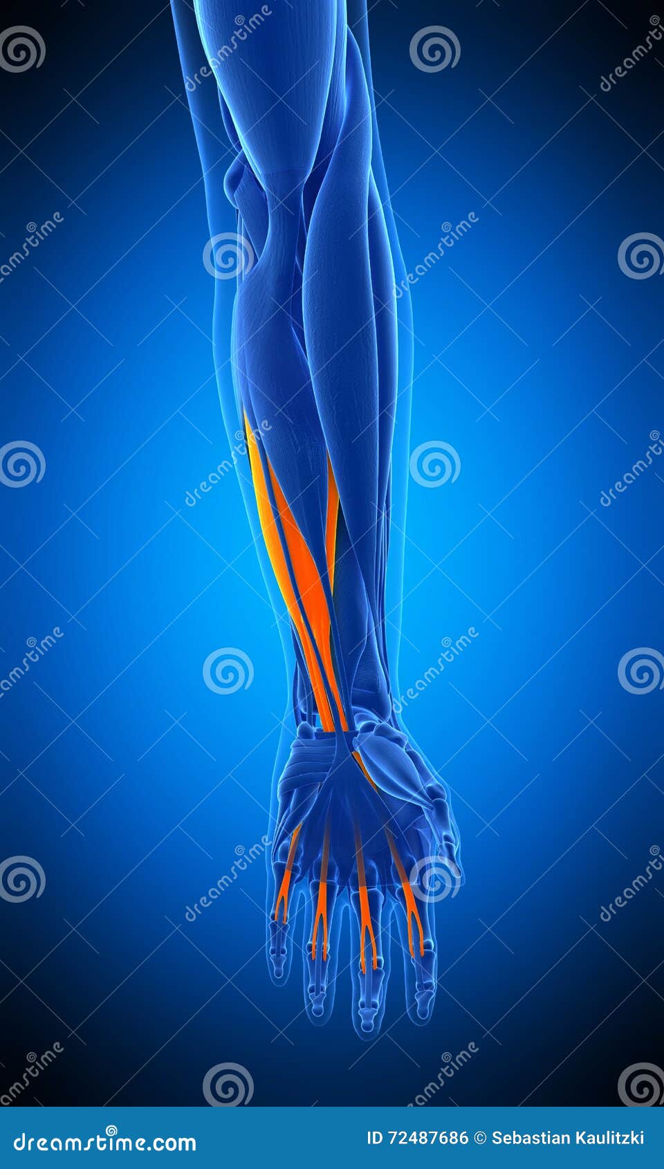 The Flexor Digitorum Superficialis Stock Illustration - Illustration of ...