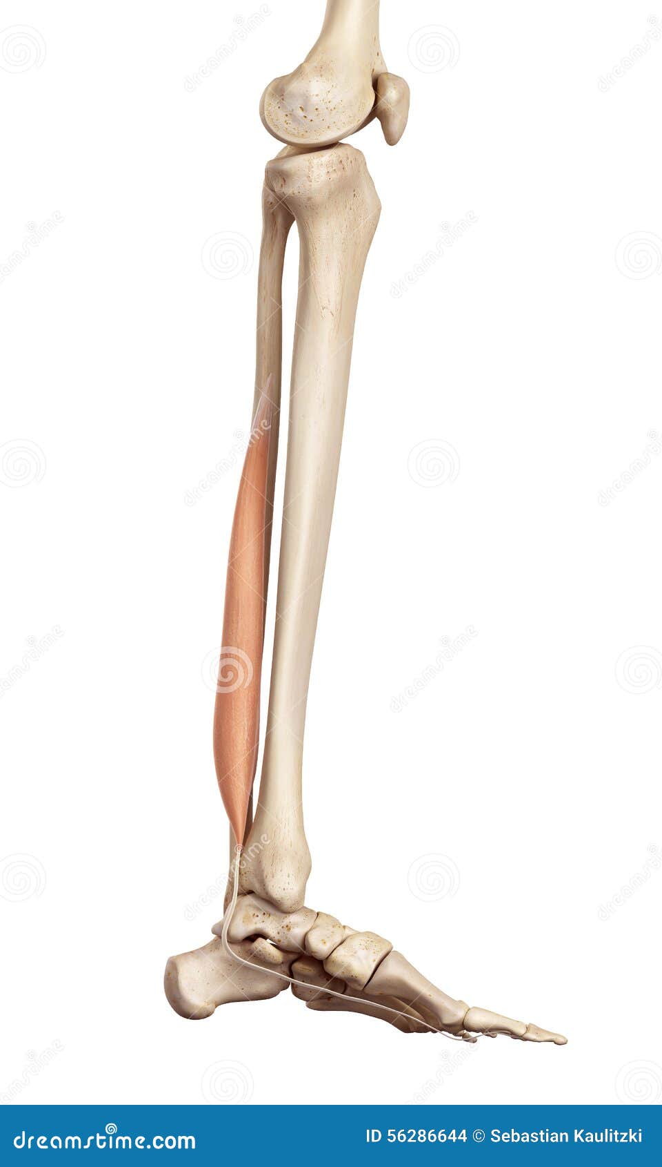 The flexor hallucis brevis stock illustration. Illustration of muscle ...