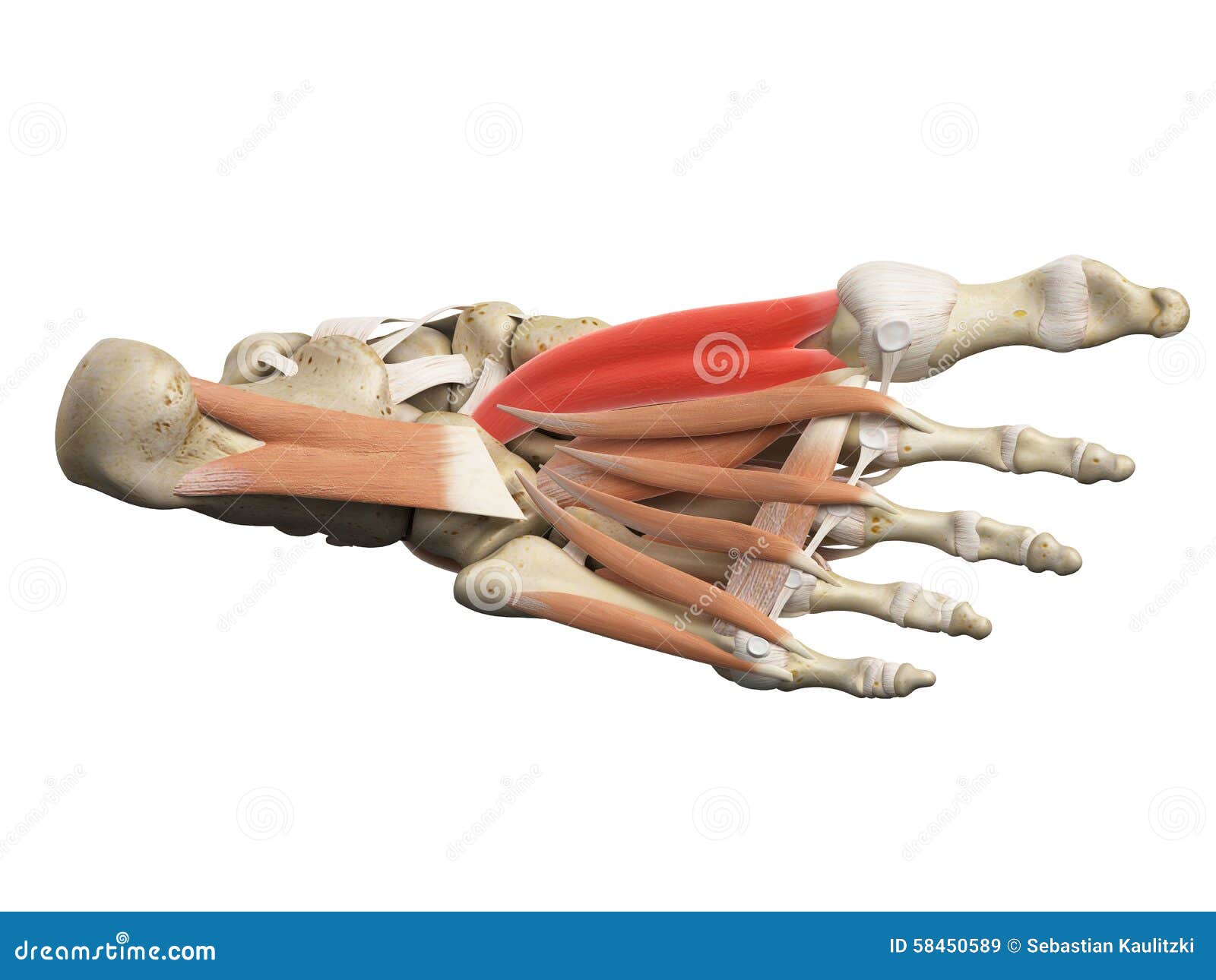 The flexor hallucis brevis stock illustration. Illustration of ...