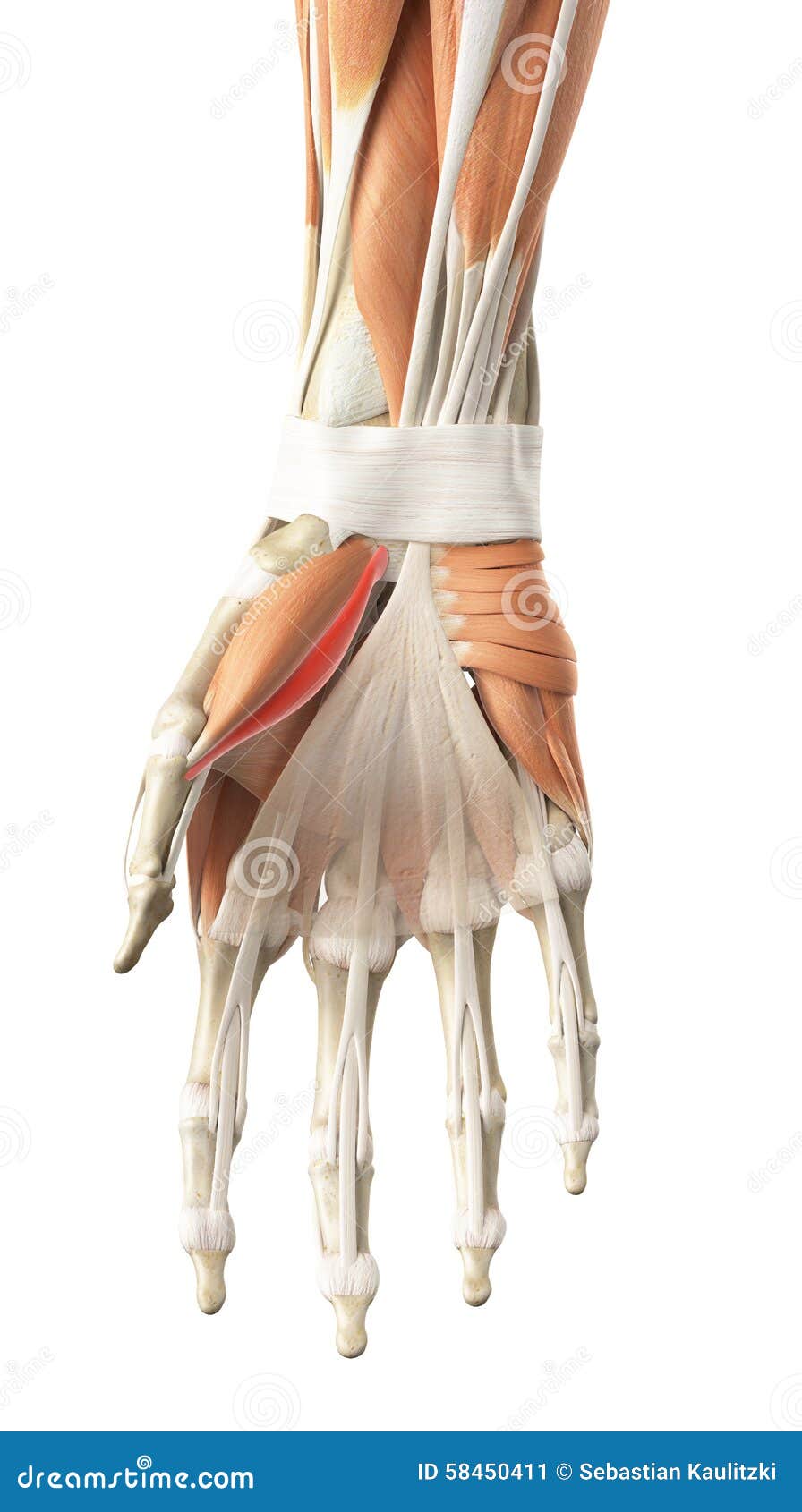 Flexor Pollicis Brevis