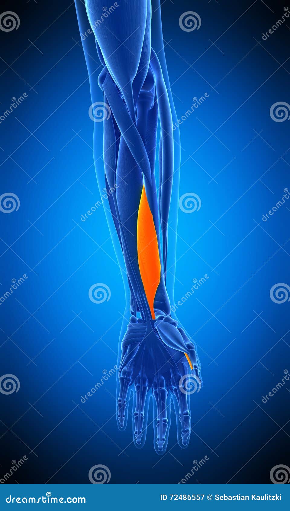 Flexor Pollicis Longus Royalty-Free Illustration | CartoonDealer.com ...