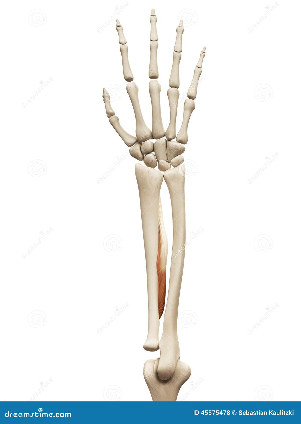 The flexor pollicis longus stock illustration. Illustration of muscle ...