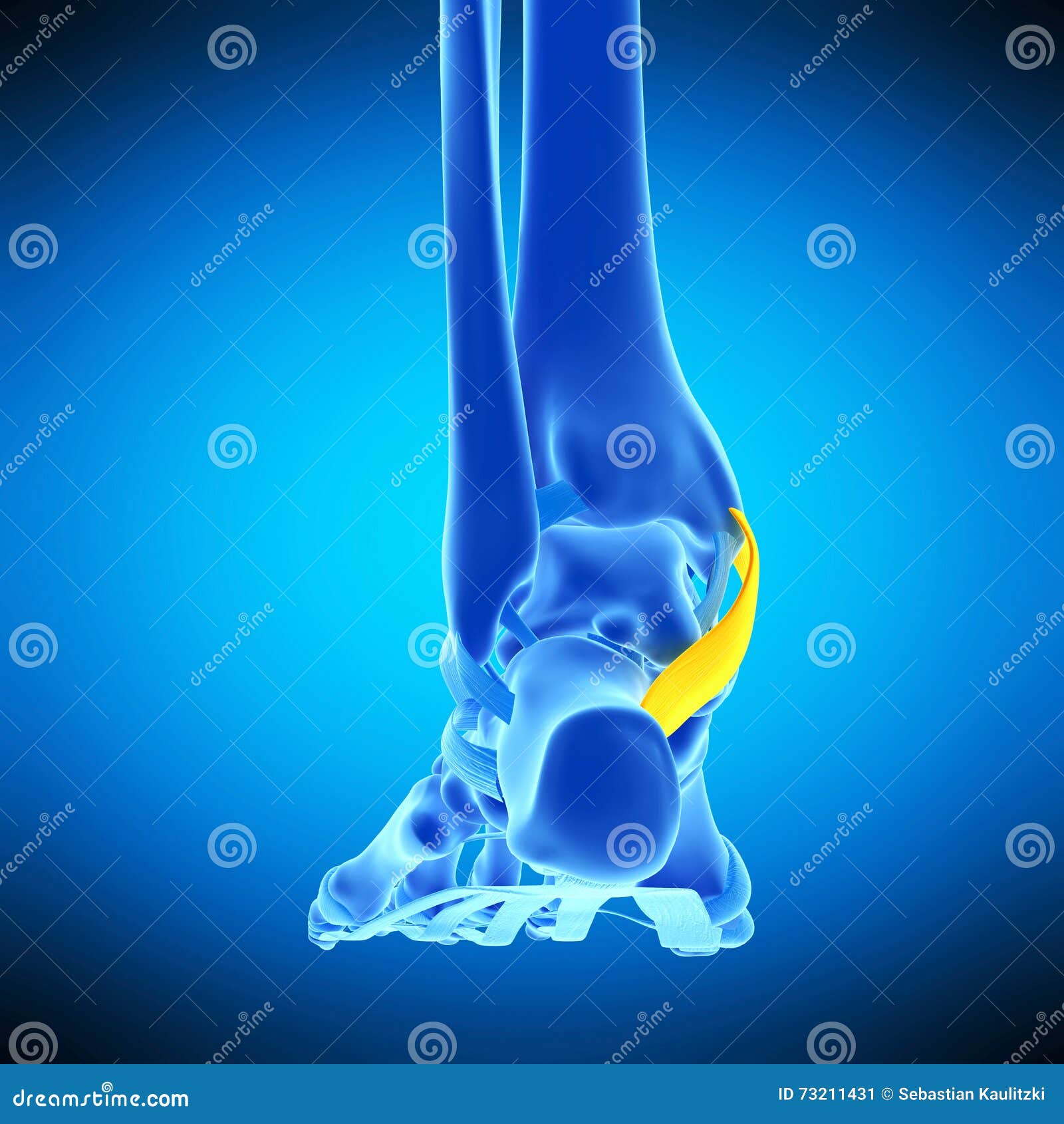 The flexor retinaculum stock illustration. Illustration of science ...