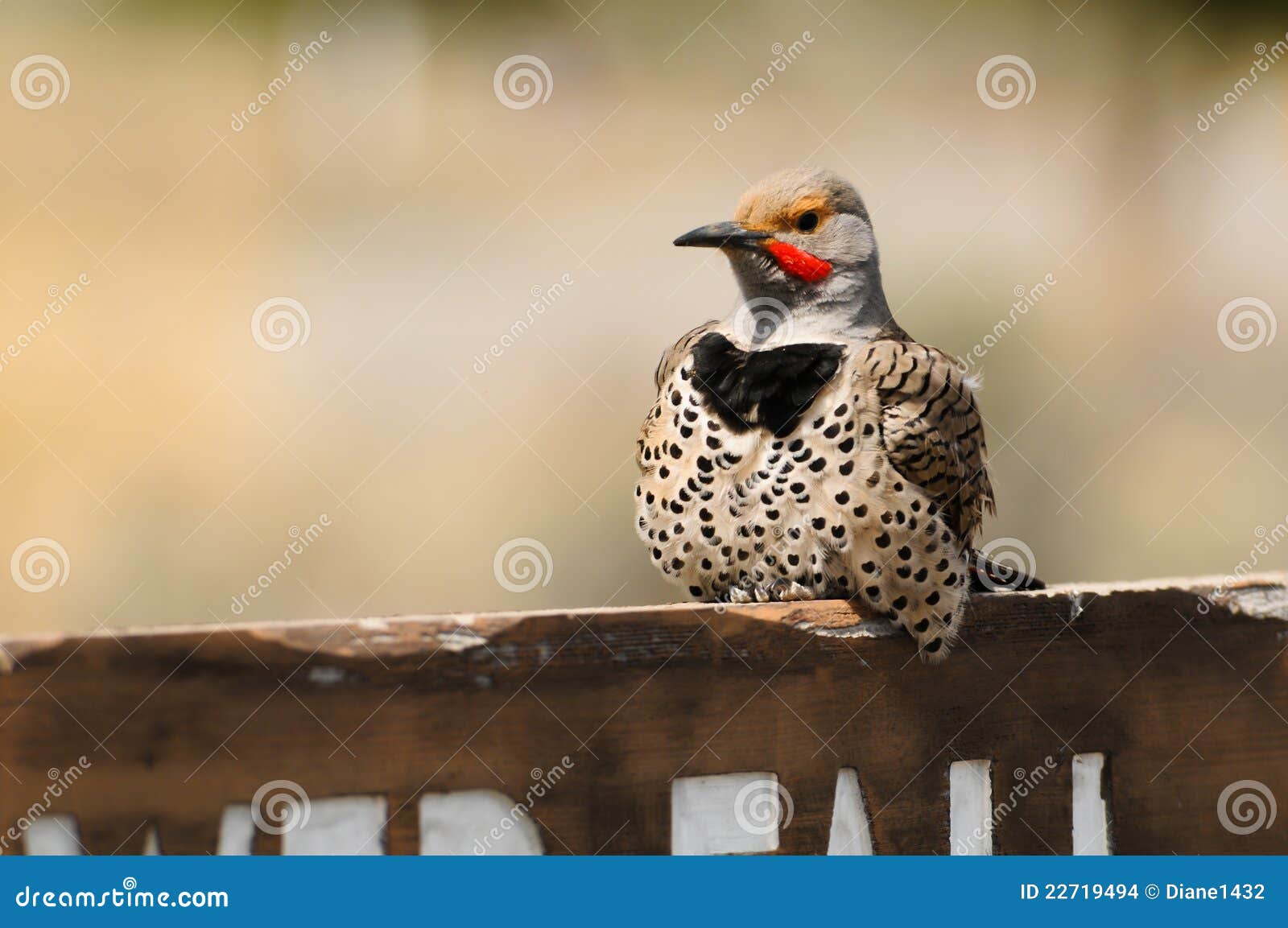 Flicker bird stock photo. Image of breast, wildlife, alert - 22719494
