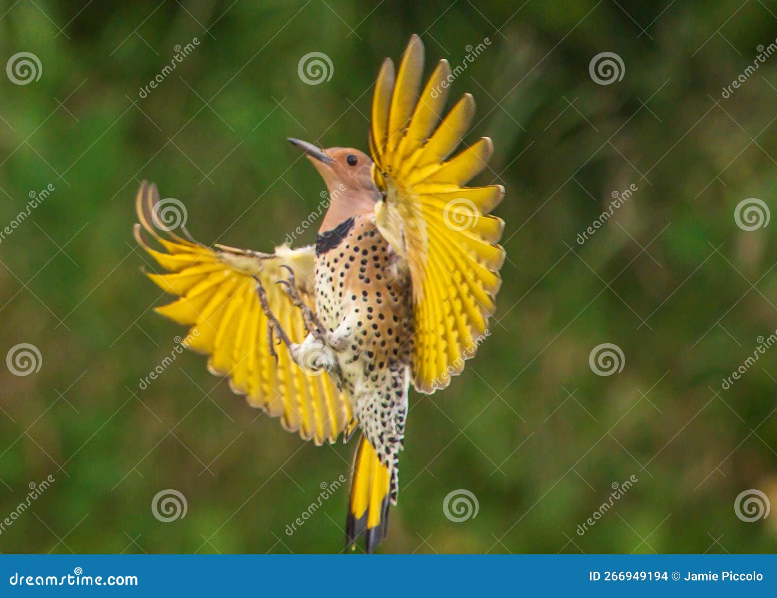 Flicker flying upward stock photo. Image of branch, upward - 266949194