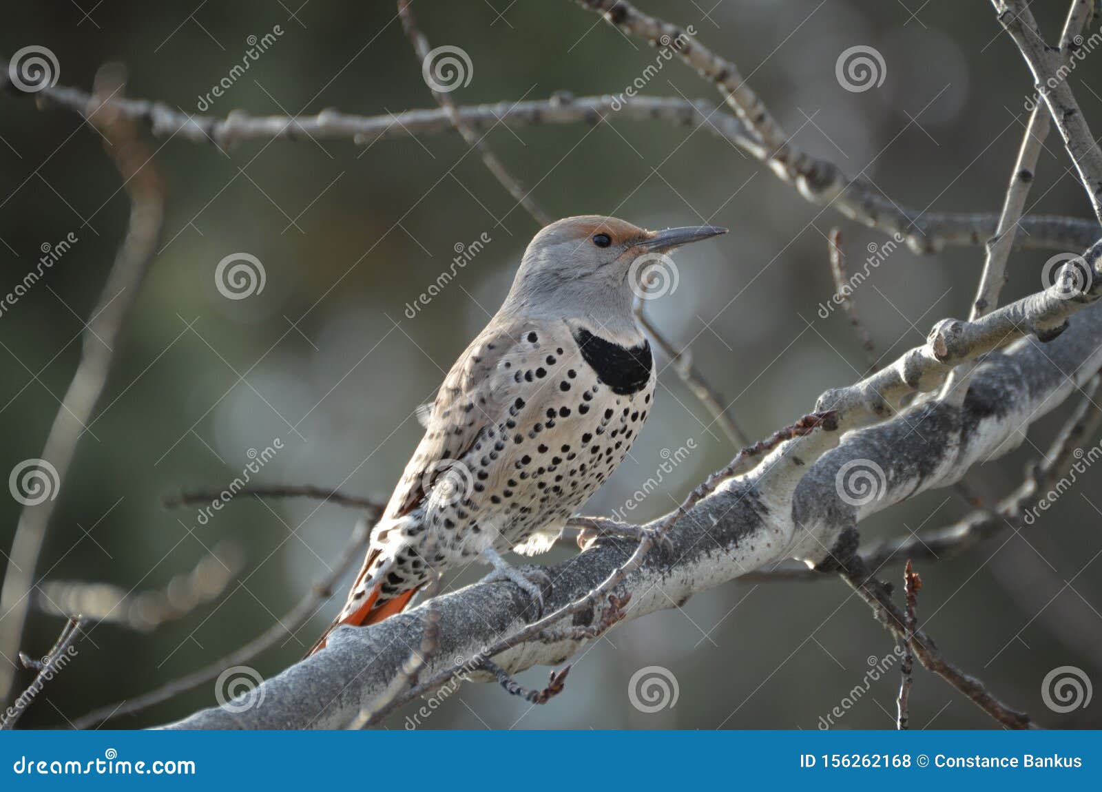Flicker Macro on a branch stock photo. Image of flicker - 156262168