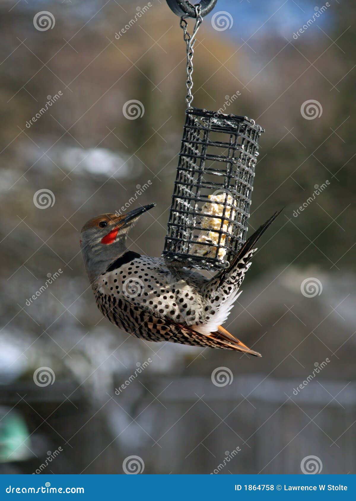Flicker at my Feeder stock photo. Image of bird, colorful - 1864758