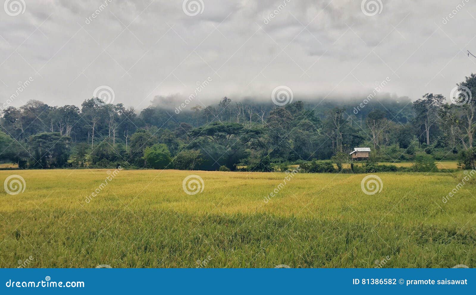 Flied in the morning stock photo. Image of closeup, flied - 81386582