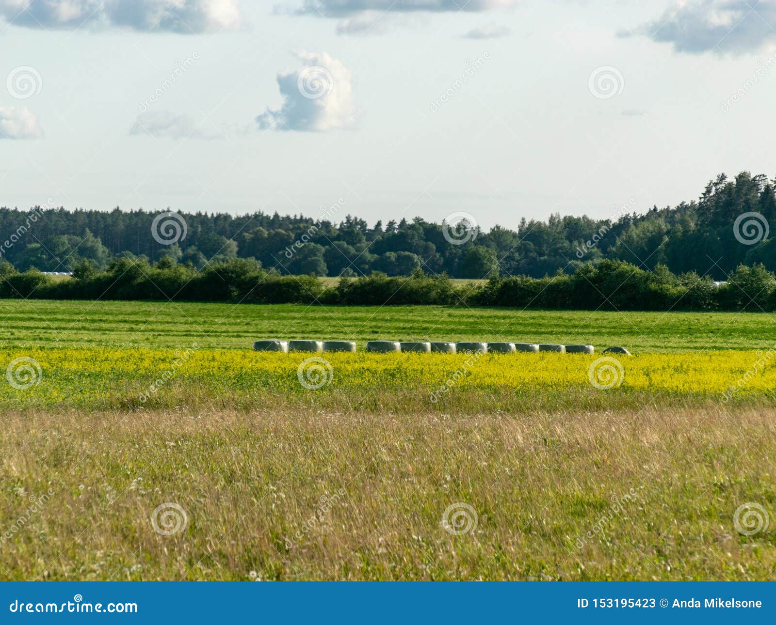 Flied panorama stock image. Image of forest, landscapes - 153195423
