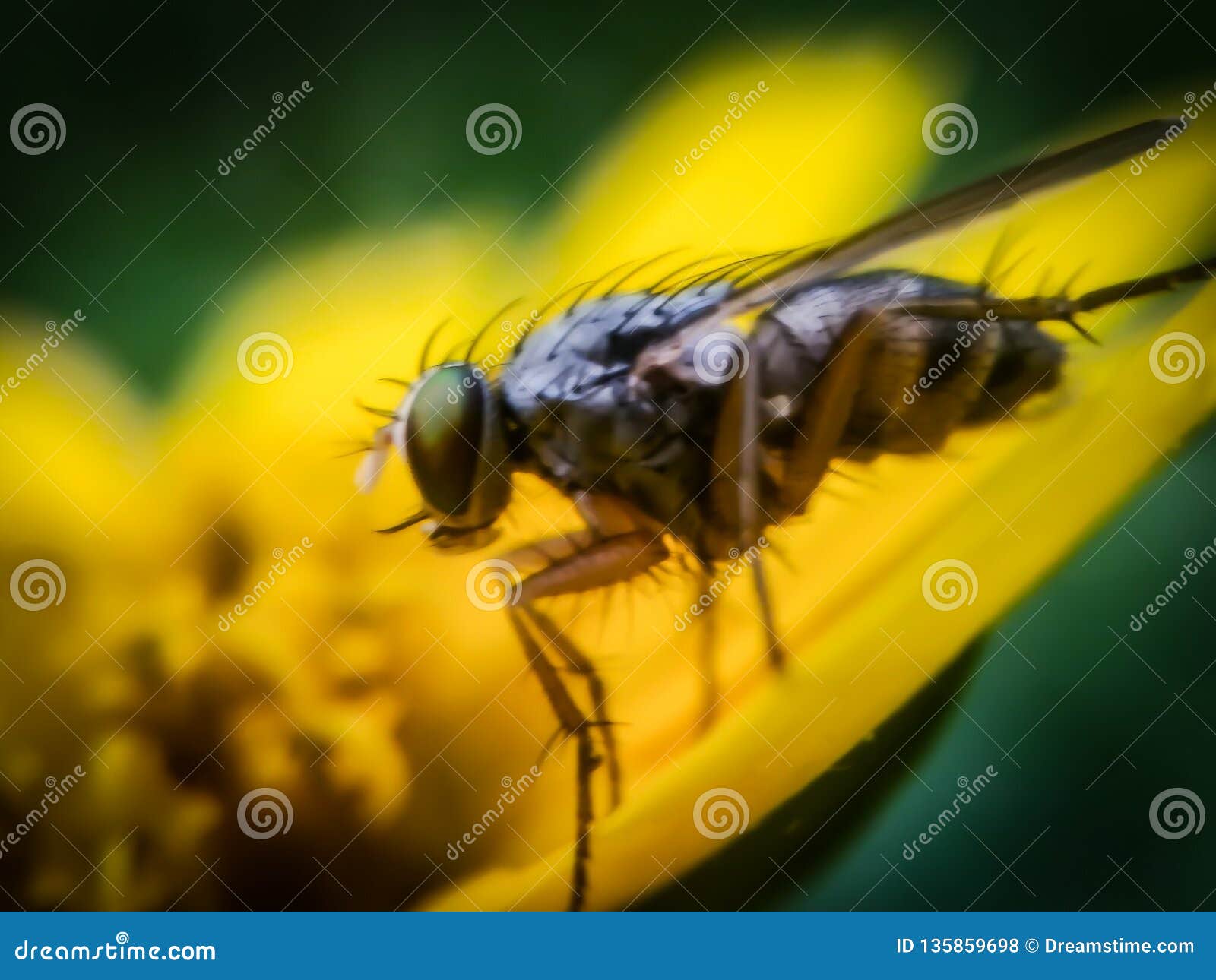 Fliege stockfoto. Bild von makro, fliege, wildnis, nave - 135859698