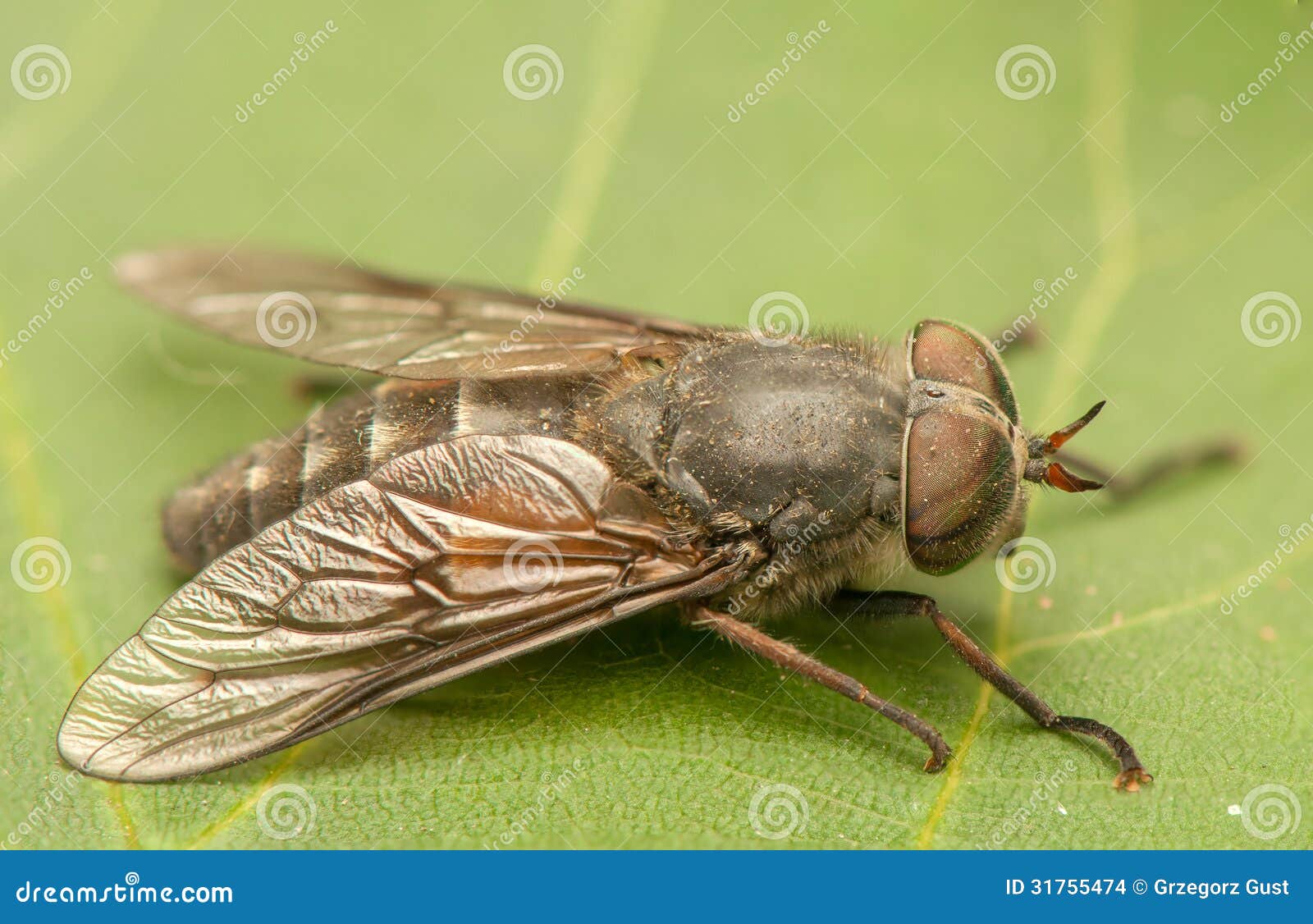 Fliege stockfoto. Bild von entomologie, mikro, gestreift - 31755474