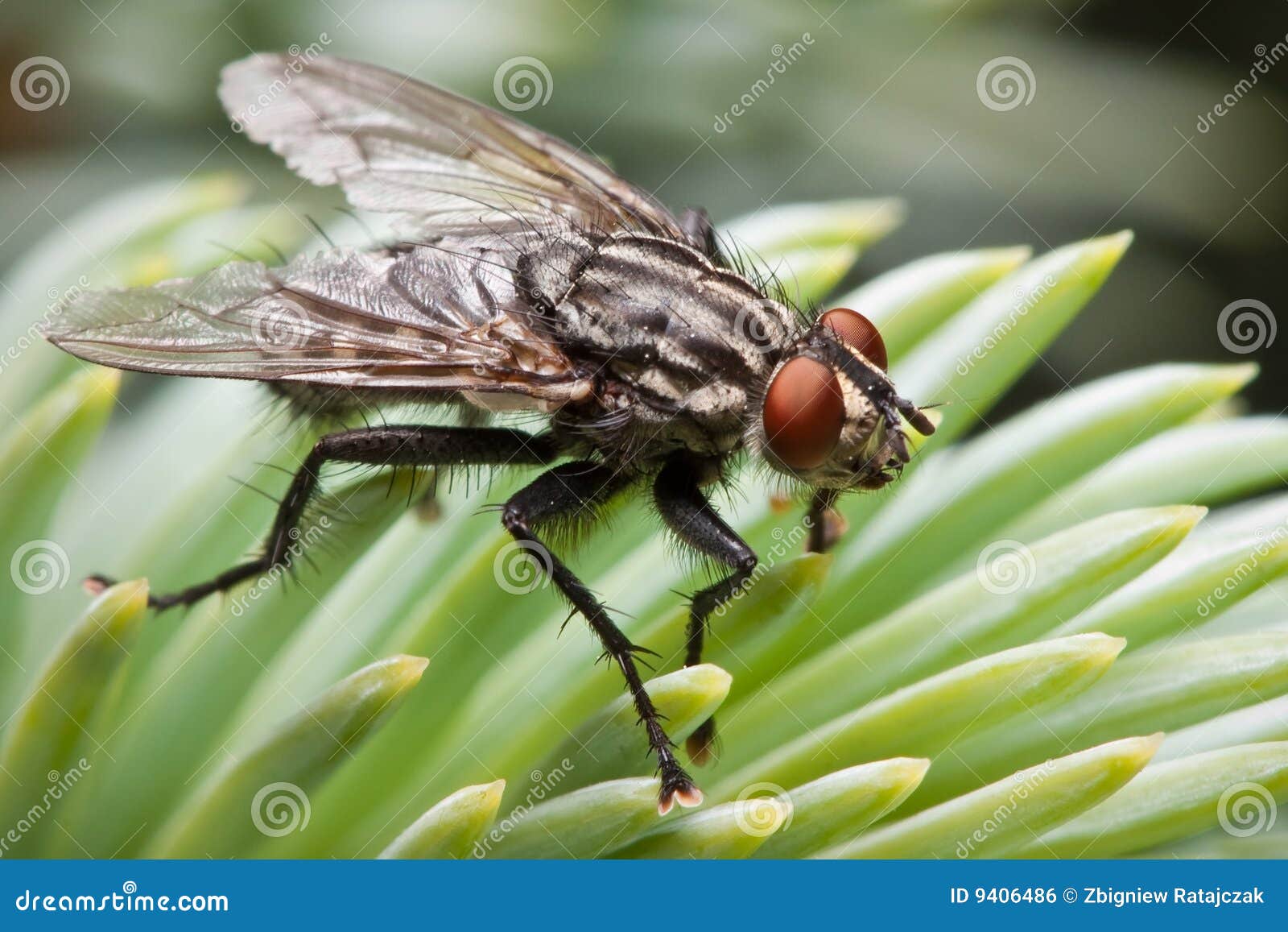Fliege stockfoto. Bild von fliege, nave, biologie, makro - 9406486