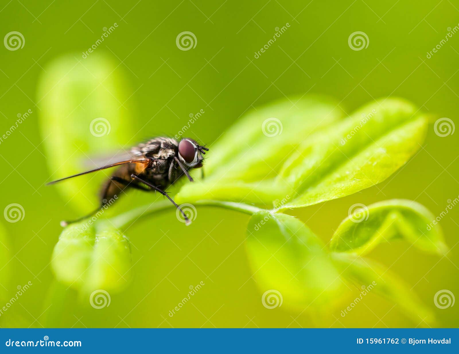 Fliege auf einem Blatt stockfoto. Bild von bunt, insekt - 15961762
