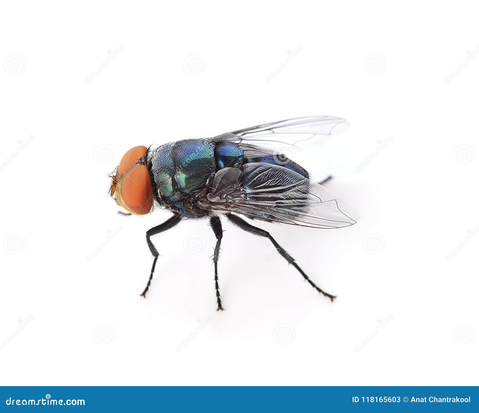 Fliege Lokalisiert Auf Weißem Hintergrund Stockbild - Bild von sitzung ...
