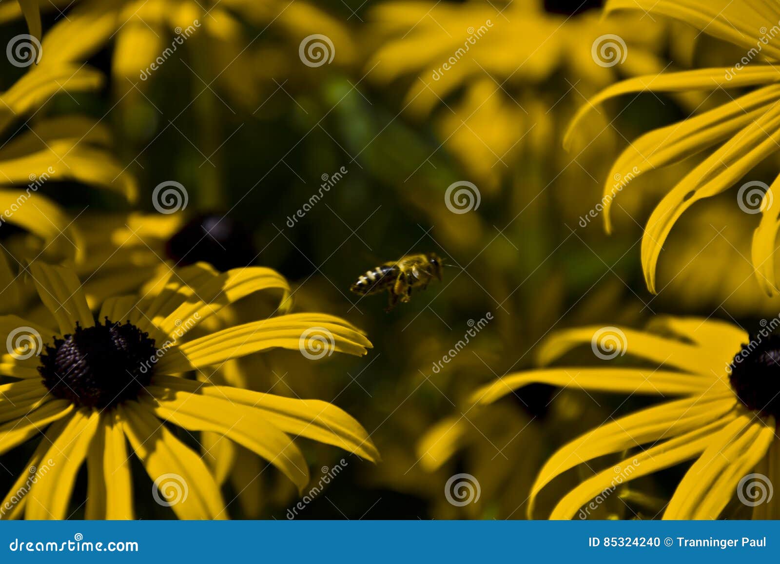 Fliegende Biene stock photo. Image of fliegende, biene - 85324240