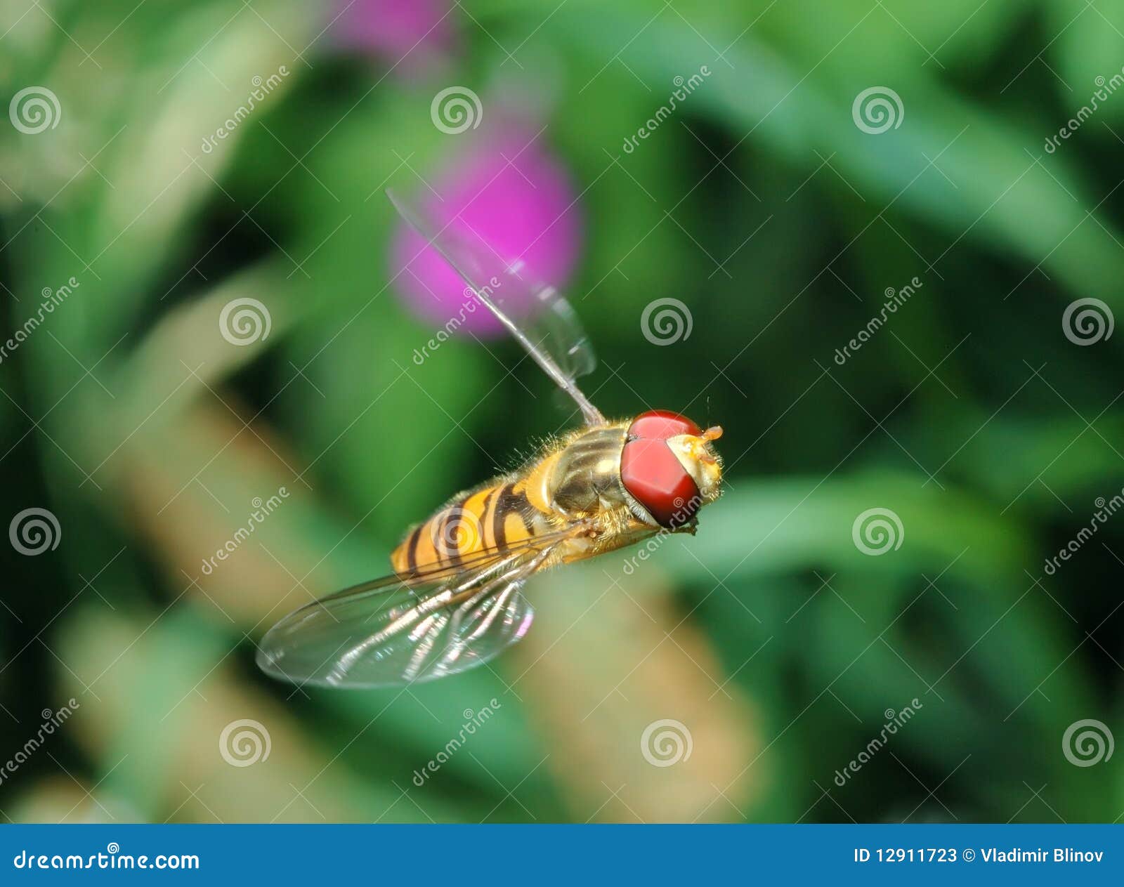 Fliegende Fliege stockbild. Bild von insekt, flug, tier - 12911723
