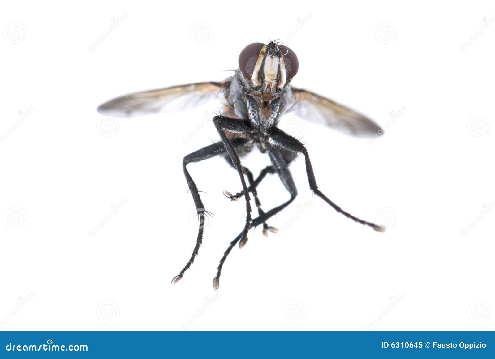 Fliegende Fliege stockbild. Bild von auge, ende, sonderkommando - 6310645