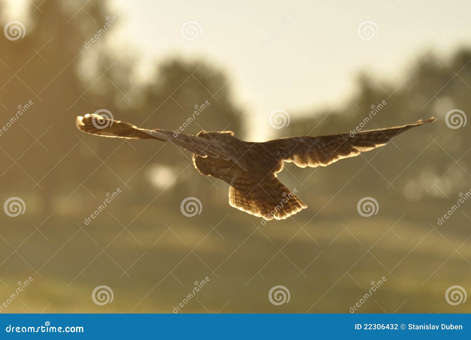 Fliegende long-eared Eule stockfoto. Bild von sonnenaufgang - 22306432