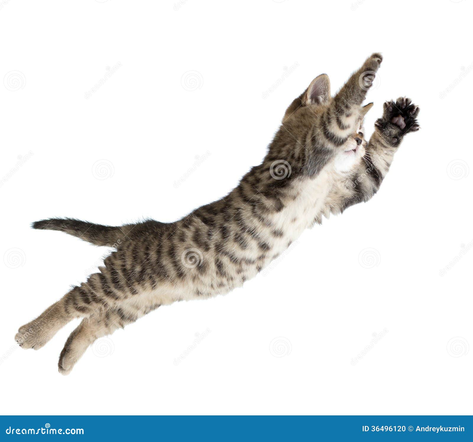 Fliegende Oder Springende Kätzchenkatze Lokalisiert Stockfoto - Bild ...