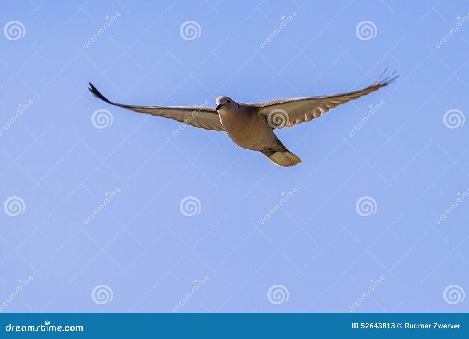 Fliegende Taube stockbild. Bild von birdwatching, flug - 52643813