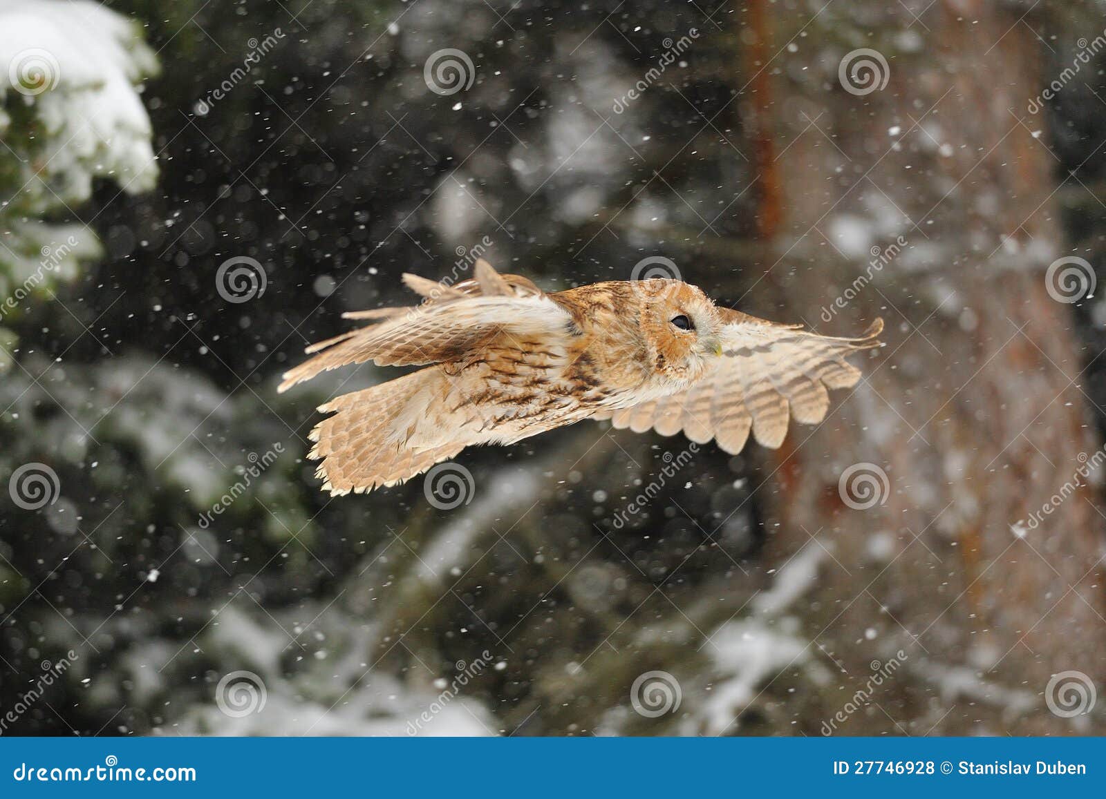 Fliegende tawny Eule stockfoto. Bild von falknerei, raubvogel - 27746928