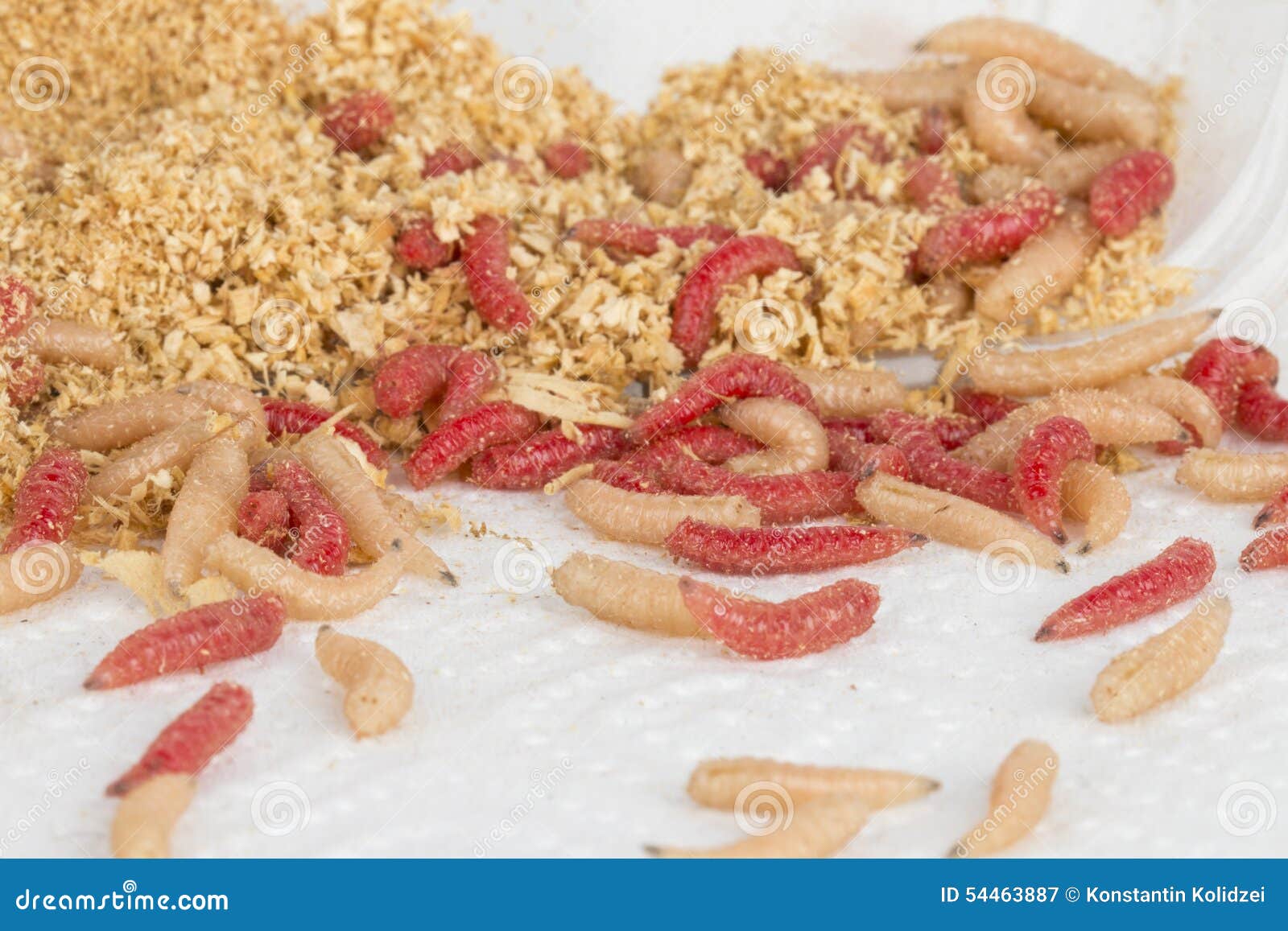 Fliegenmaden stockbild. Bild von haustiere, leute, fliege - 54463887