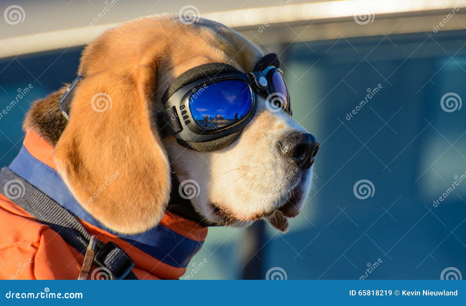 Flieger Dog stockbild. Bild von hund, seins, tier, schutzbrillen - 65818219