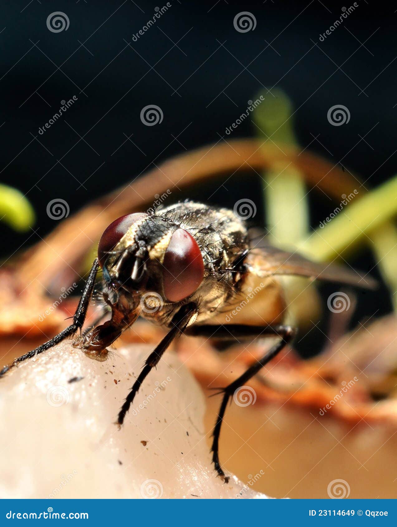 Flies stock image. Image of macro, flies, scary, close - 23114649