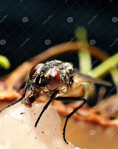 Flies stock image. Image of macro, flies, scary, close - 23114649